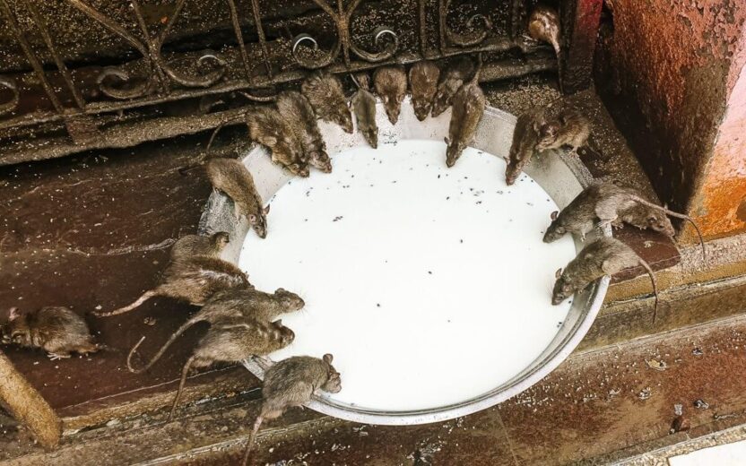 Templo Karni Mata: El famoso templo de las ratas en India
