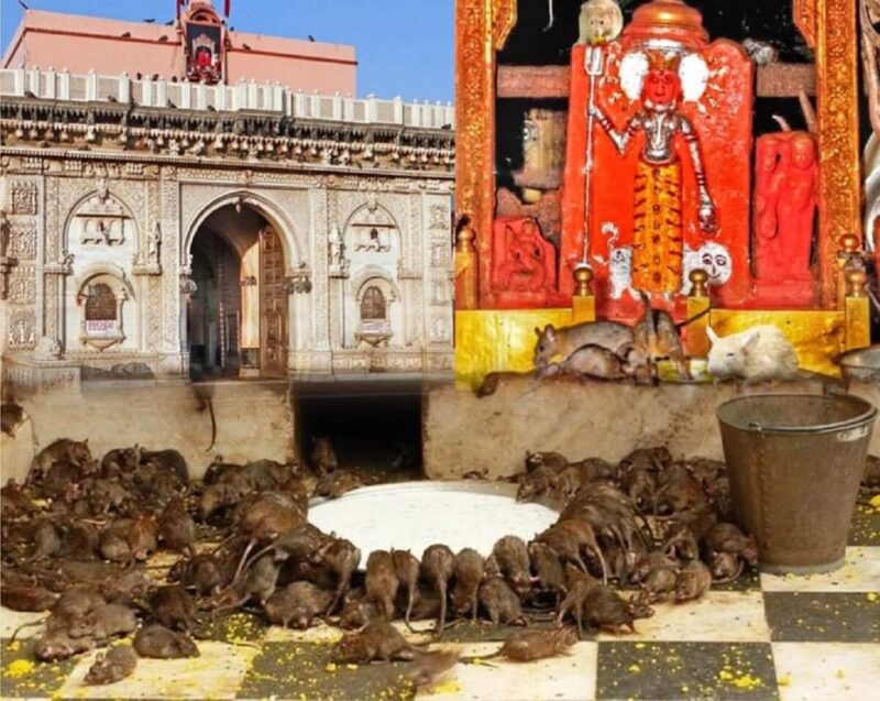 Templo Karni Mata: El famoso templo de las ratas en India